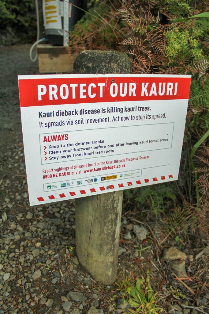 The Tuahu Kauri Trail – Life at No. 22