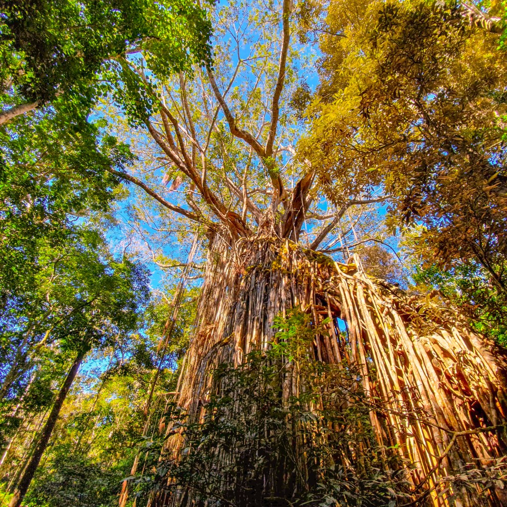 Have you been to Yungaburra? – Life at No. 22