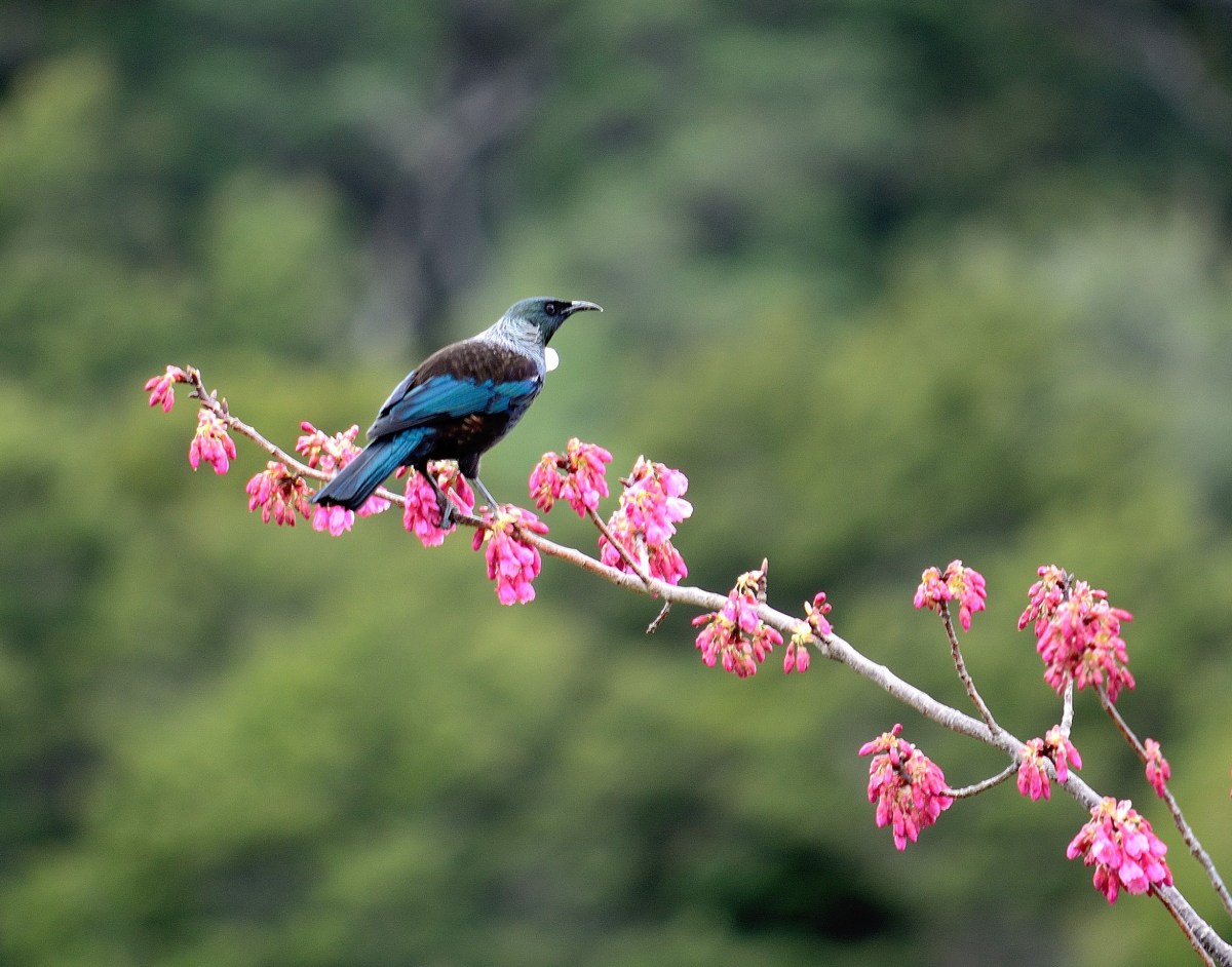 Sing for me, Tui – Life at No. 22