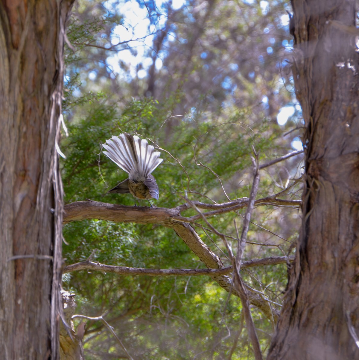 Local Hike – Ngamuwahine Loop Track – Life at No. 22