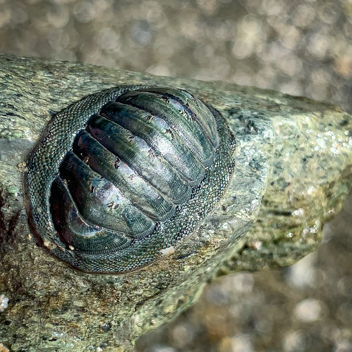 Snapshots of Tauranga #21 – Life at No. 22